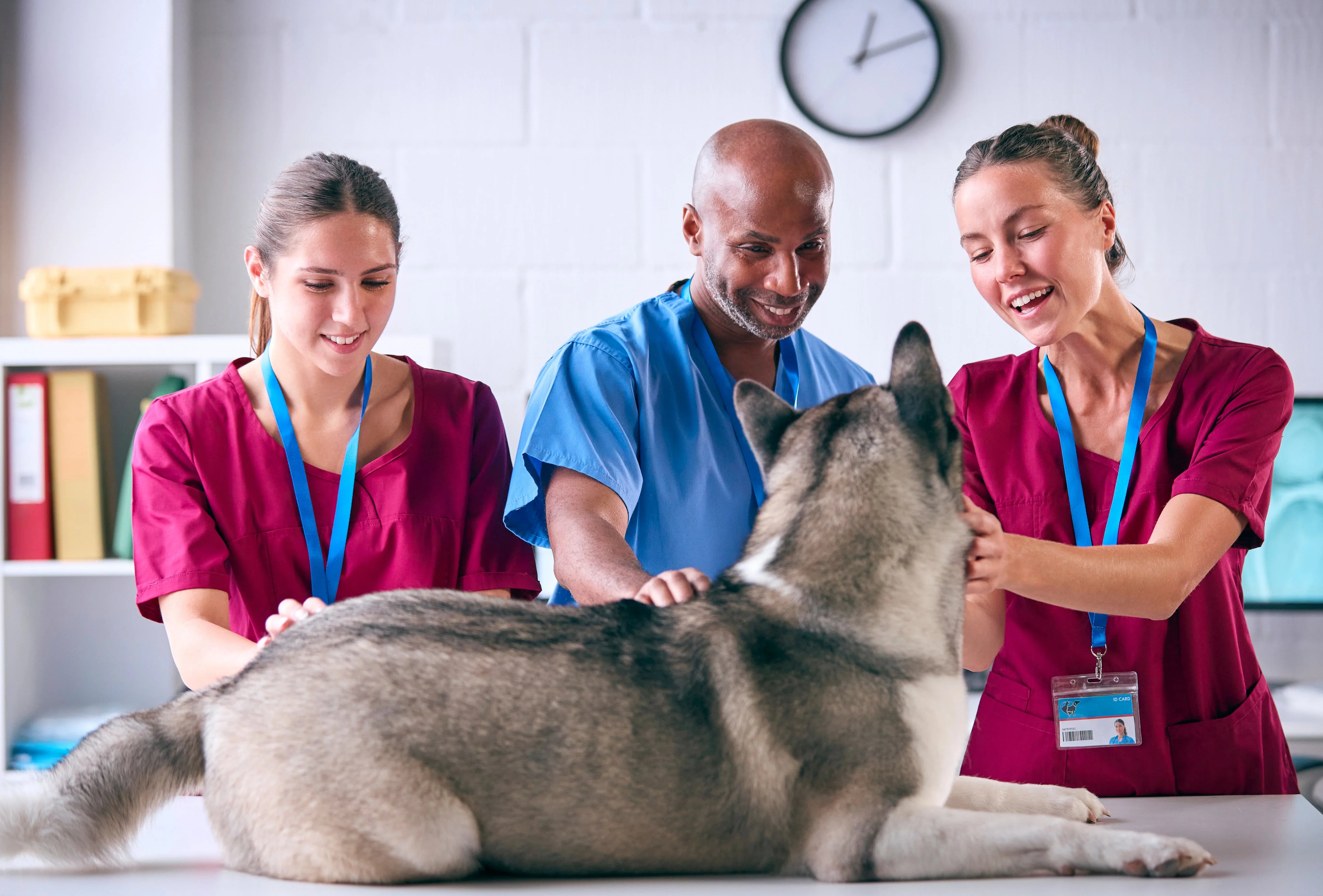 The Complete Guide to Your Dog's Immune System – The Much-Loved Dog